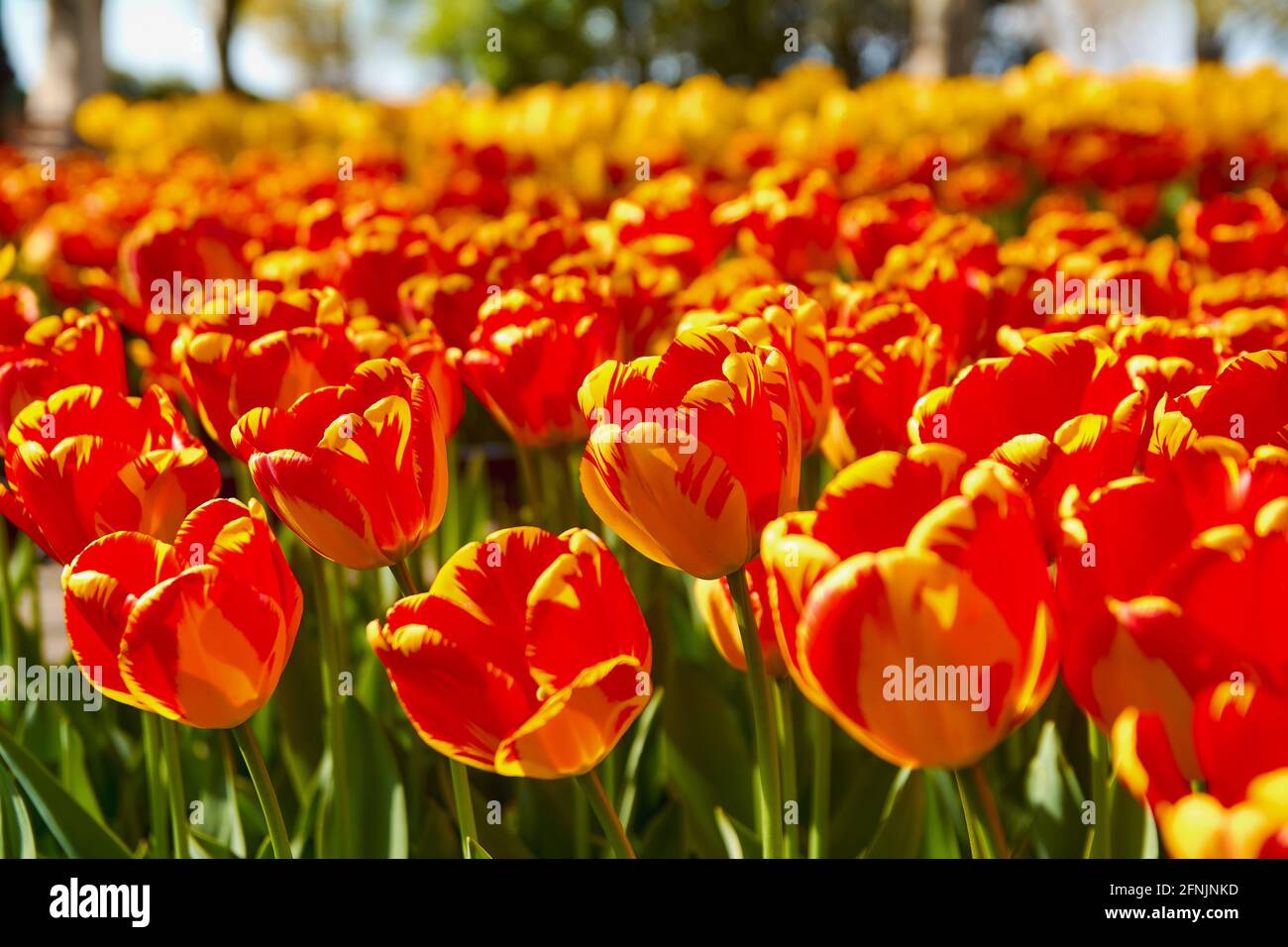 Red tulip in rays hi-res stock photography and images - Alamy