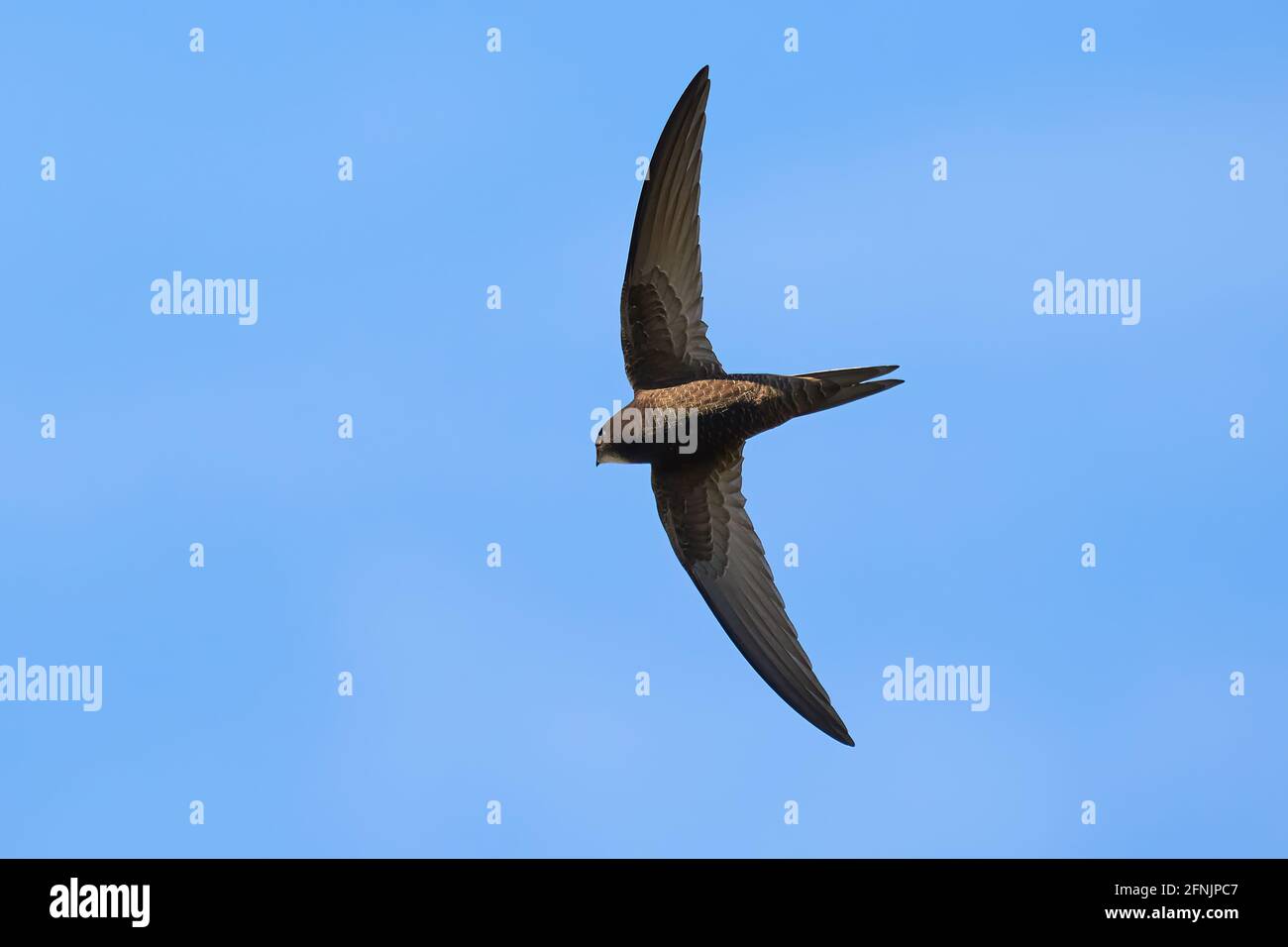 Wing Bird Speed Fast High Resolution Stock Photography and Images - Alamy