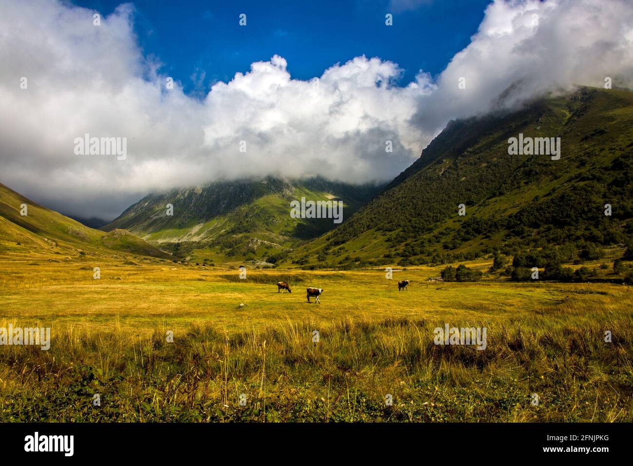 The unique view of the mountains on the Cimil Plateau in Rize, Turkey ...