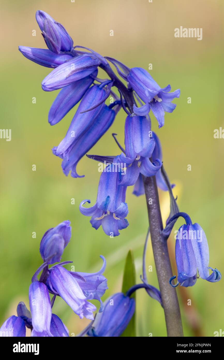Close up of a common bluebell (hyacinthoides non scripta) flower in ...