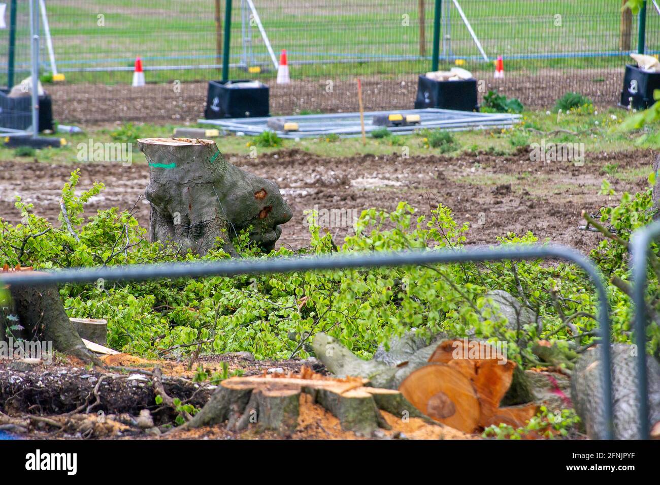 Delimbing trees hi-res stock photography and images - Alamy