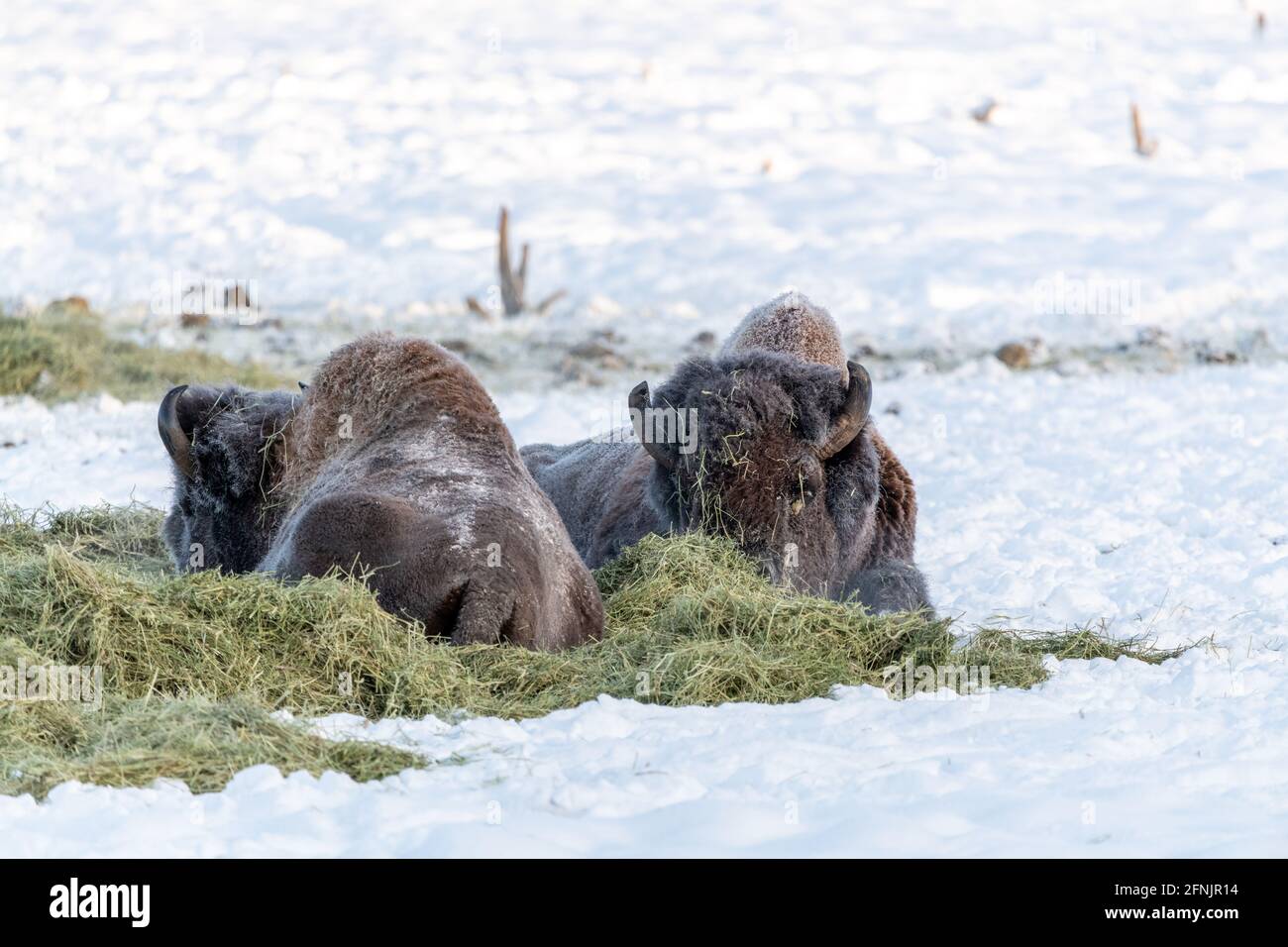 Bison covered in frost hi-res stock photography and images - Alamy