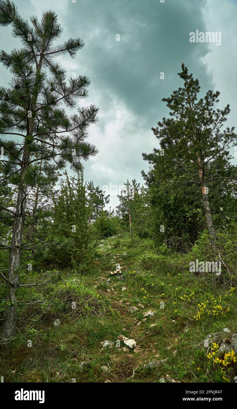 Forest path in spring Stock Photo - Alamy
