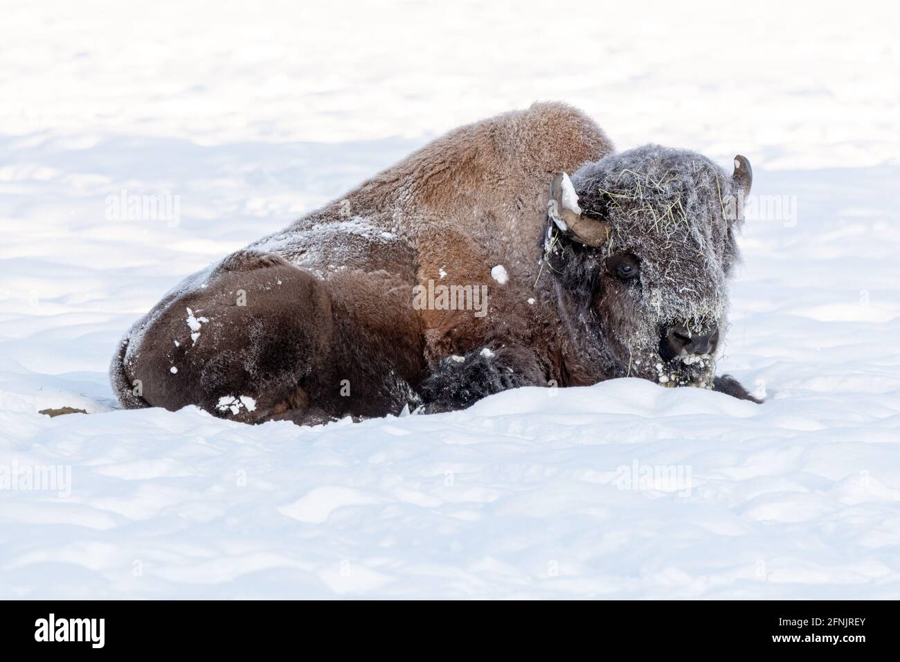 One bison laying down on the ground and snow in the winter. Freezing ...
