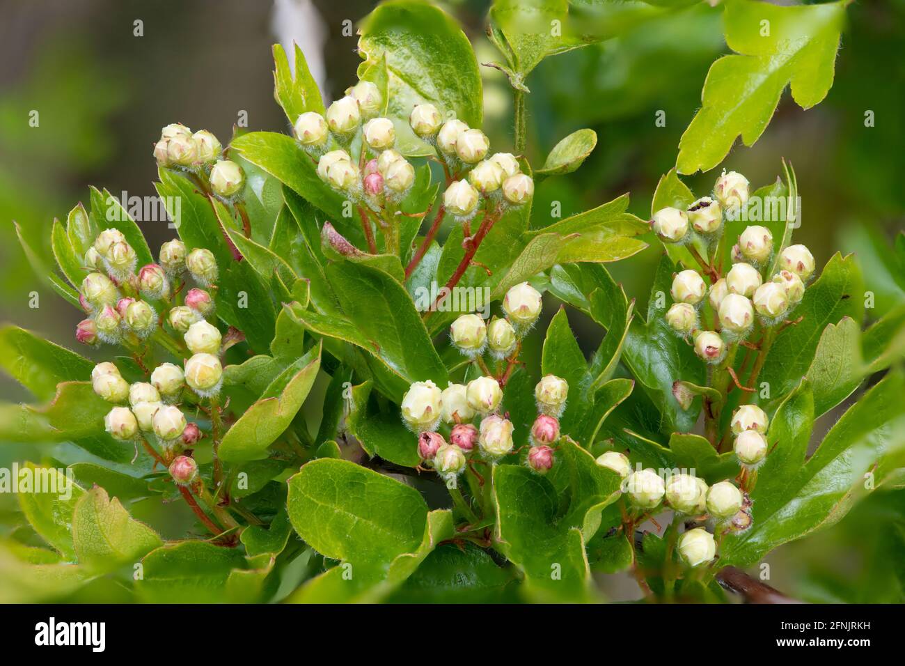 Leaf buds hawthorn hi-res stock photography and images - Alamy
