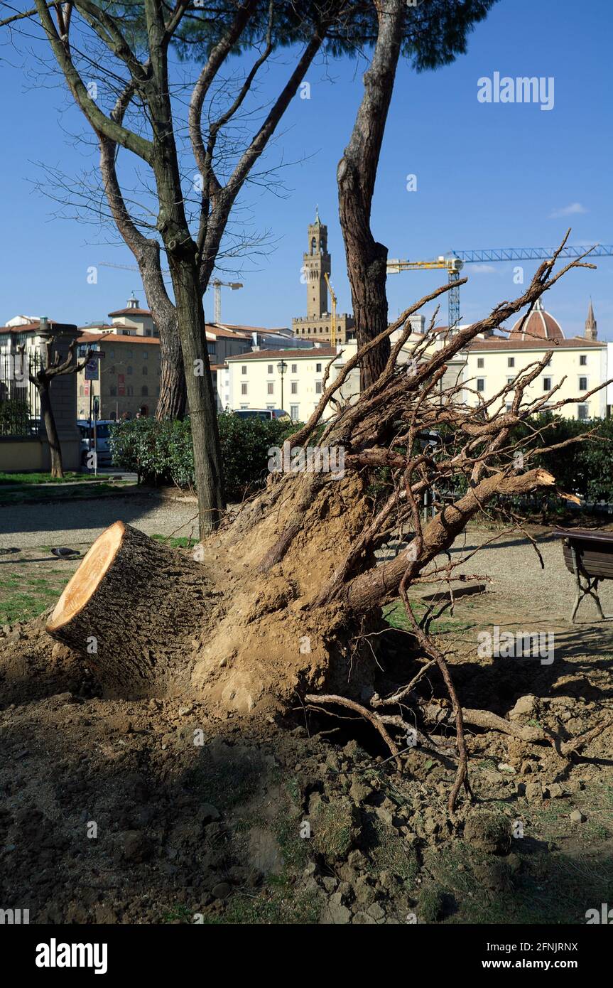 Truncated trees hi-res stock photography and images - Alamy