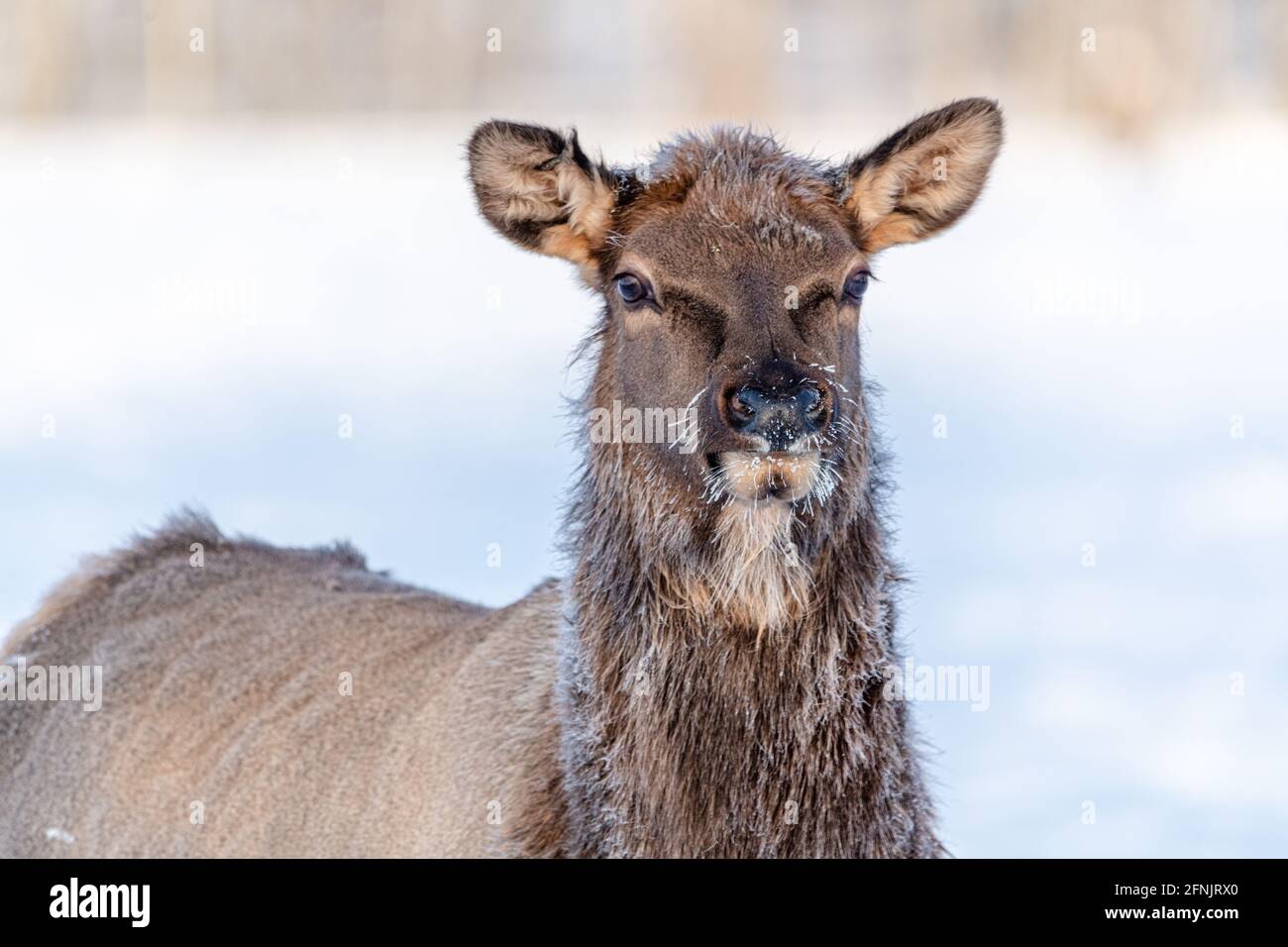 Beautiful long necked elk face on in winter time season with white ...