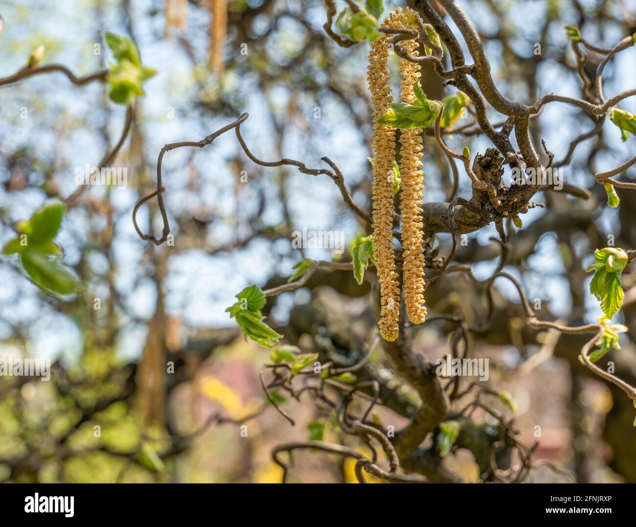 Catkin hanging from a branch of Corylus avellana tree also known as ...