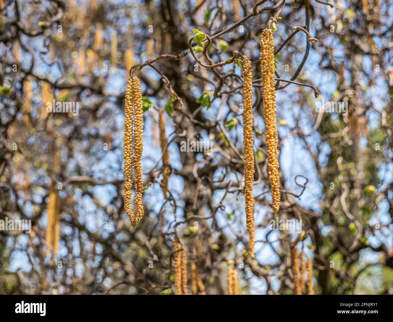 Catkin hanging from a branch of Corylus avellana tree also known as ...