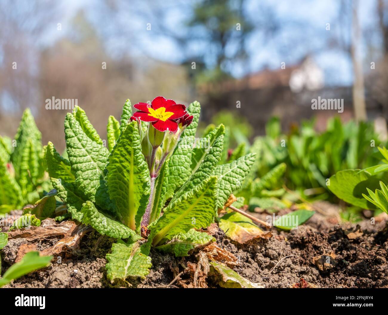 Common primroses in english hi-res stock photography and images - Alamy