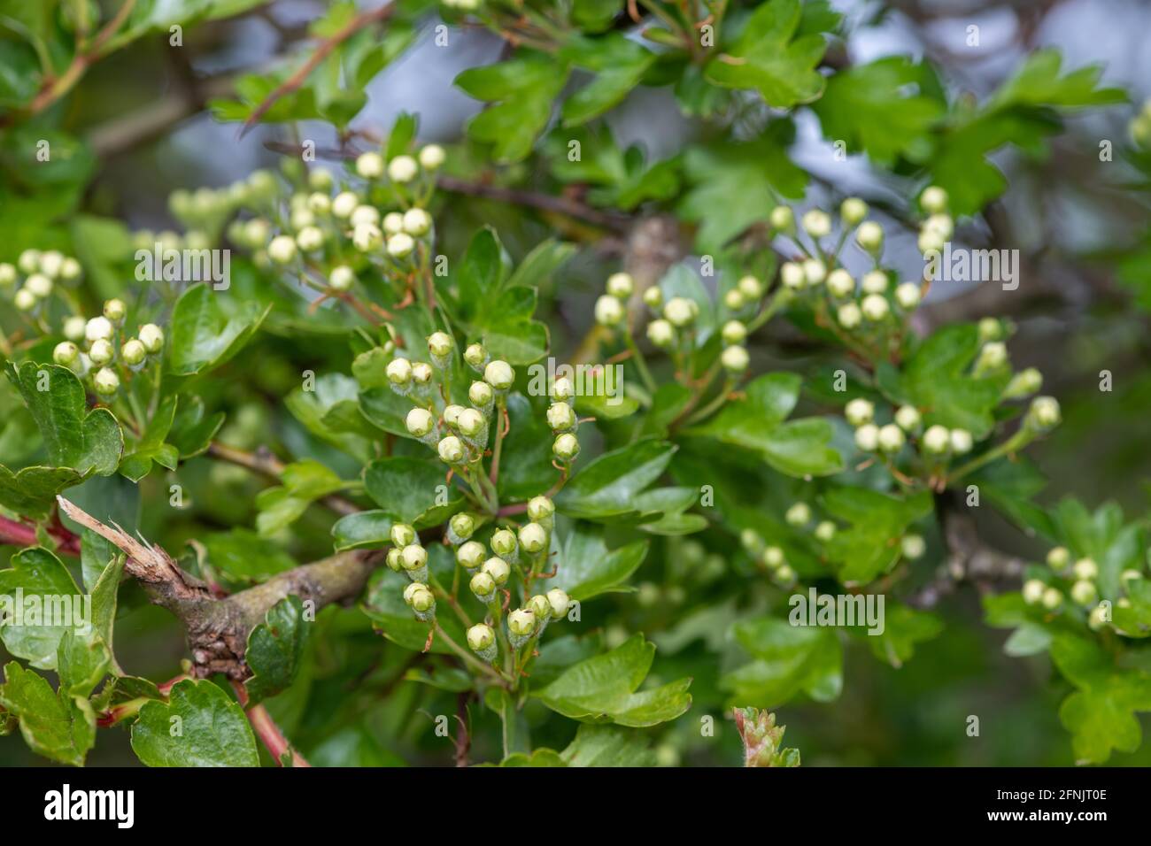 Close up of Hawthorn (crataegus monogyna) buds Stock Photo - Alamy
