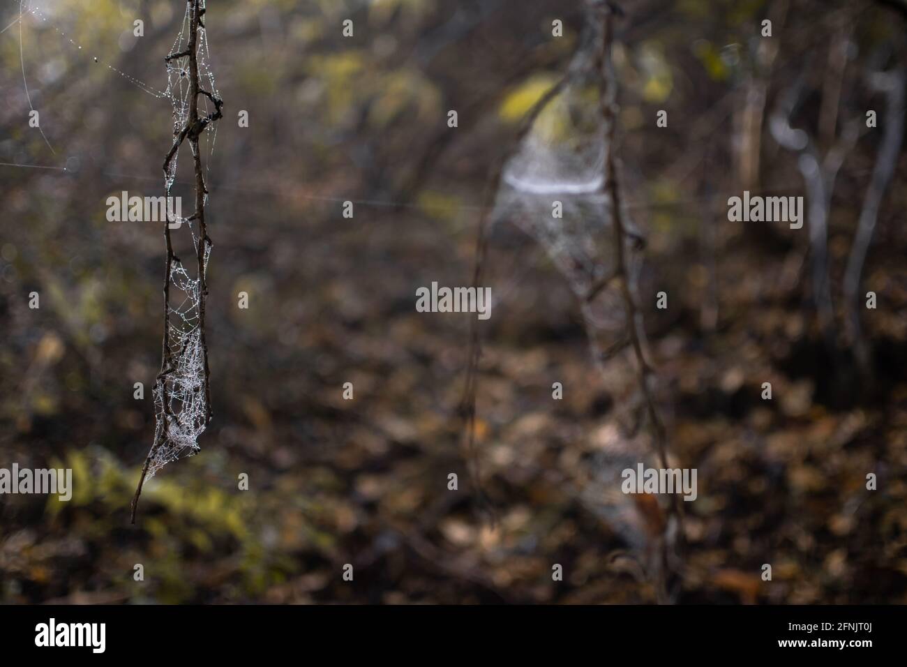 Spider web during morning dew on a hanging stick in the forest, Shan ...