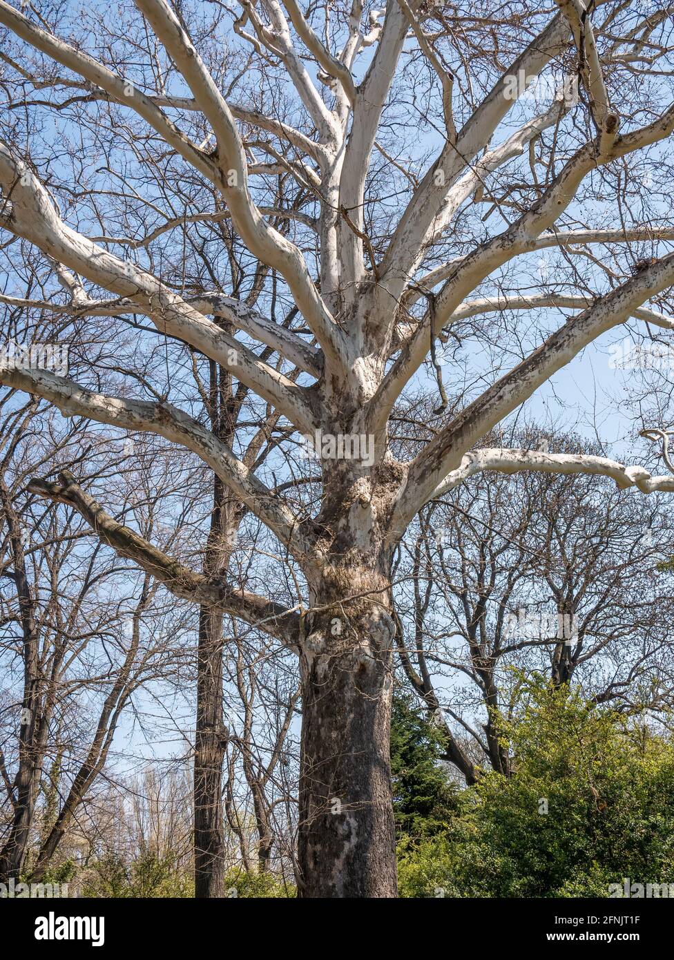 Old world sycamore hi-res stock photography and images - Alamy