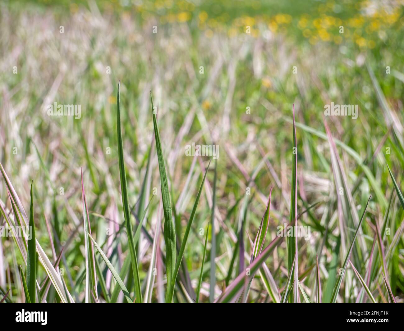 Reed Canary Grass High Resolution Stock Photography and Images - Alamy