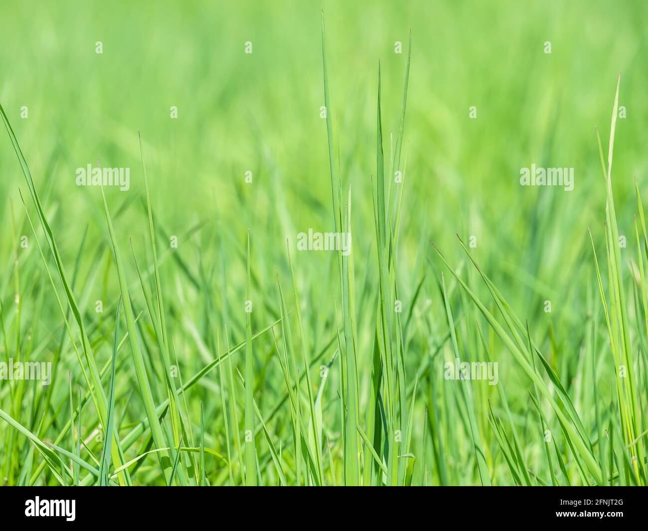 Natural fresh green blades of grass texture background Stock Photo - Alamy