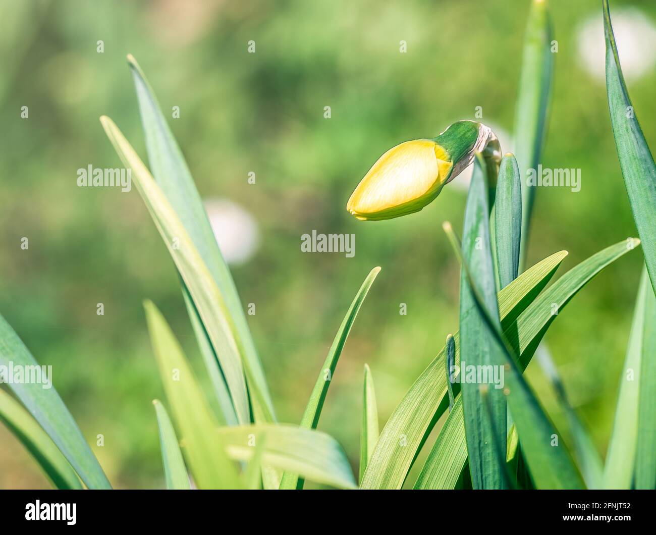 Yellow Narcissus jonquilla or Tulipa sylvestris flower bud between ...