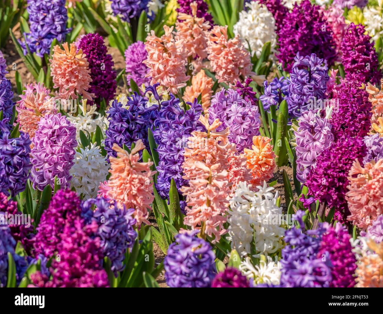 Beautiful field with Hyacinthus orientalis, the common hyacinth, garden ...
