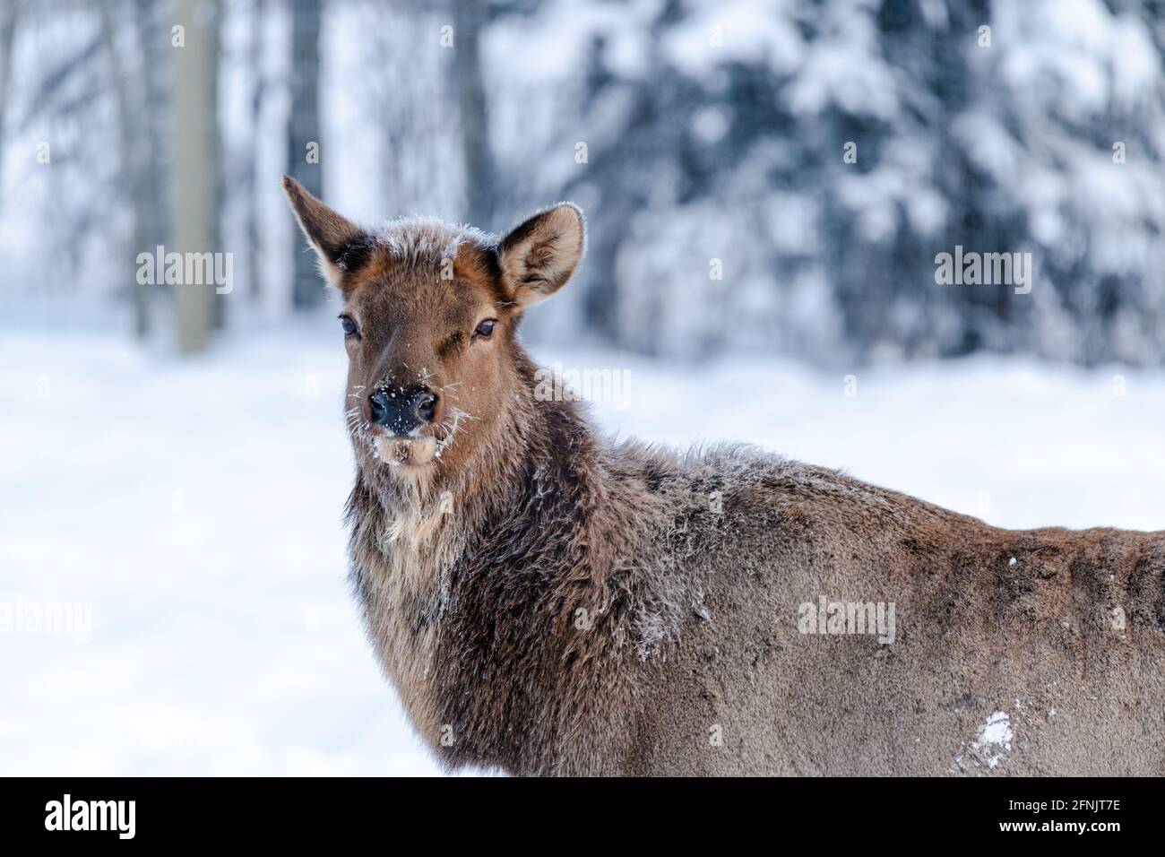 Beautiful long necked elk face on in winter time season with white ...