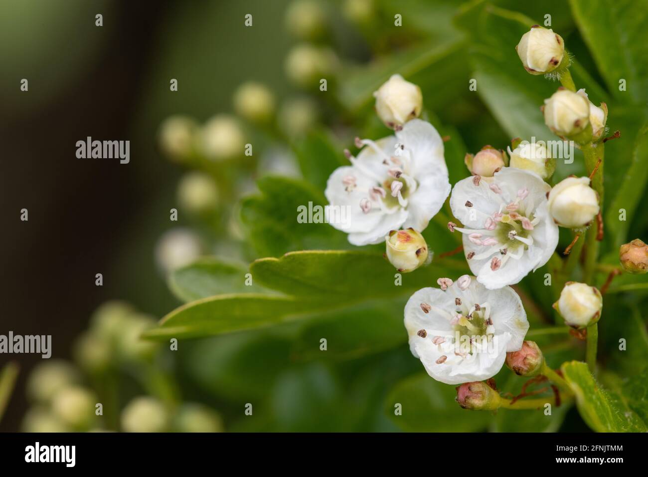 Crataegus monogyna flower buds hi-res stock photography and images - Alamy