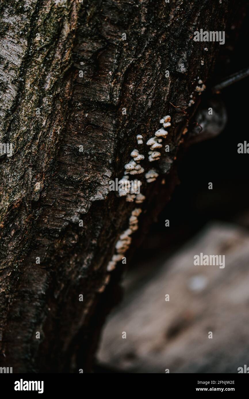 Closeup shot of a tree trunk on a blurred background Stock Photo - Alamy
