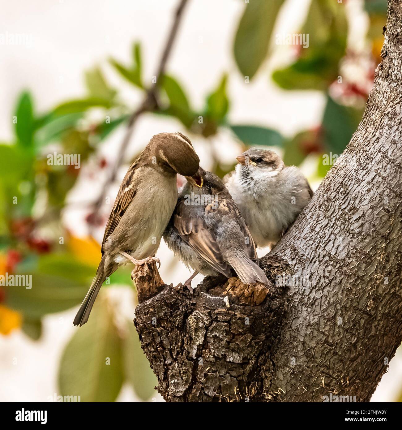 Baby Sparrow High Resolution Stock Photography and Images - Alamy