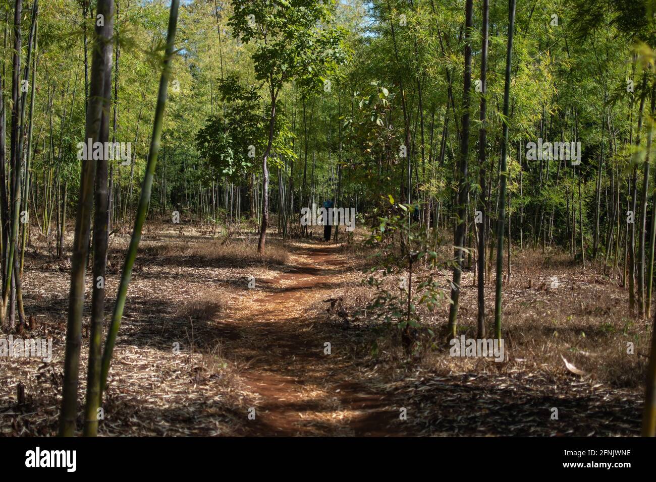 Burma myanmar forest hi-res stock photography and images - Alamy