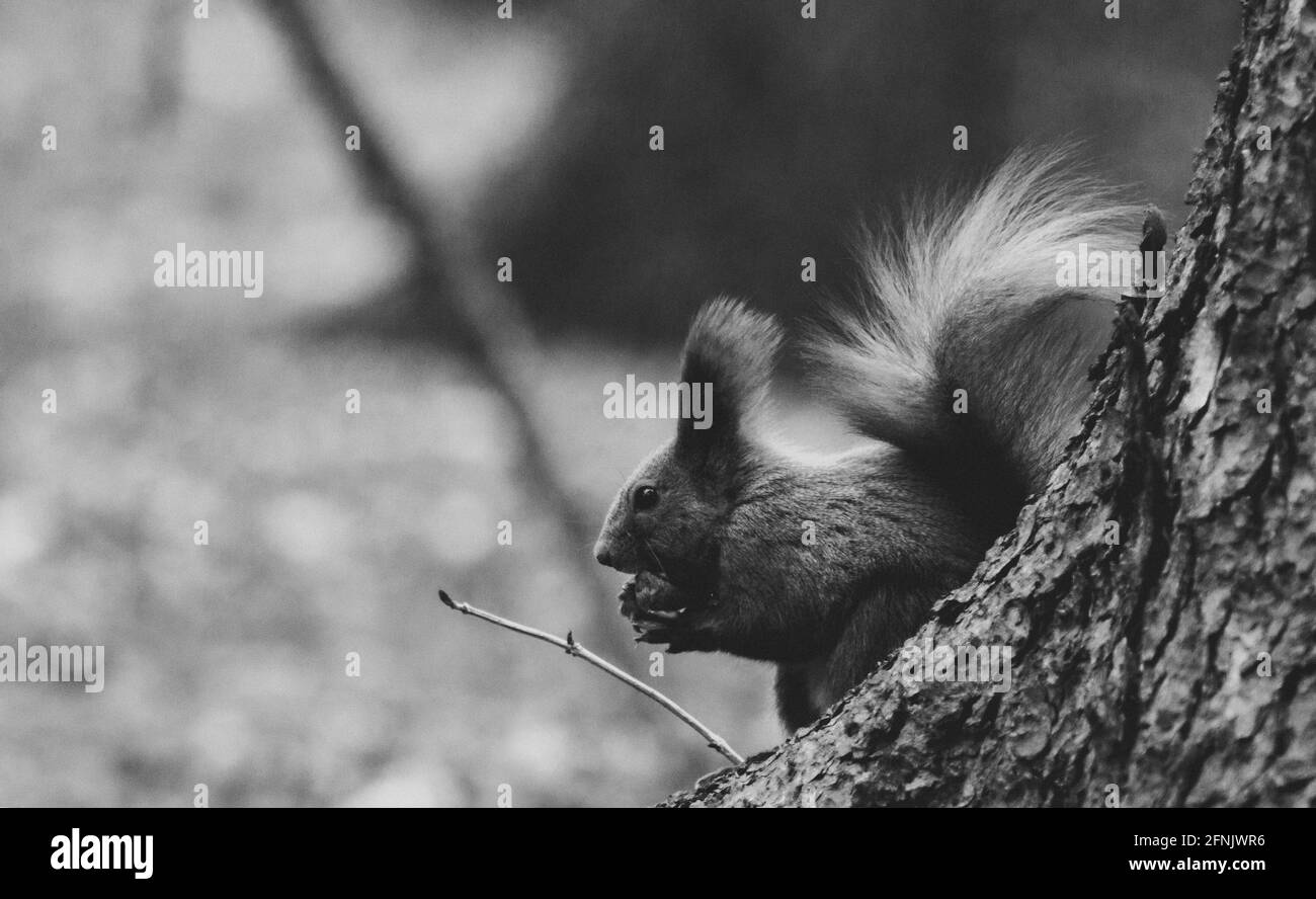 Baby squirrel Black and White Stock Photos & Images - Alamy