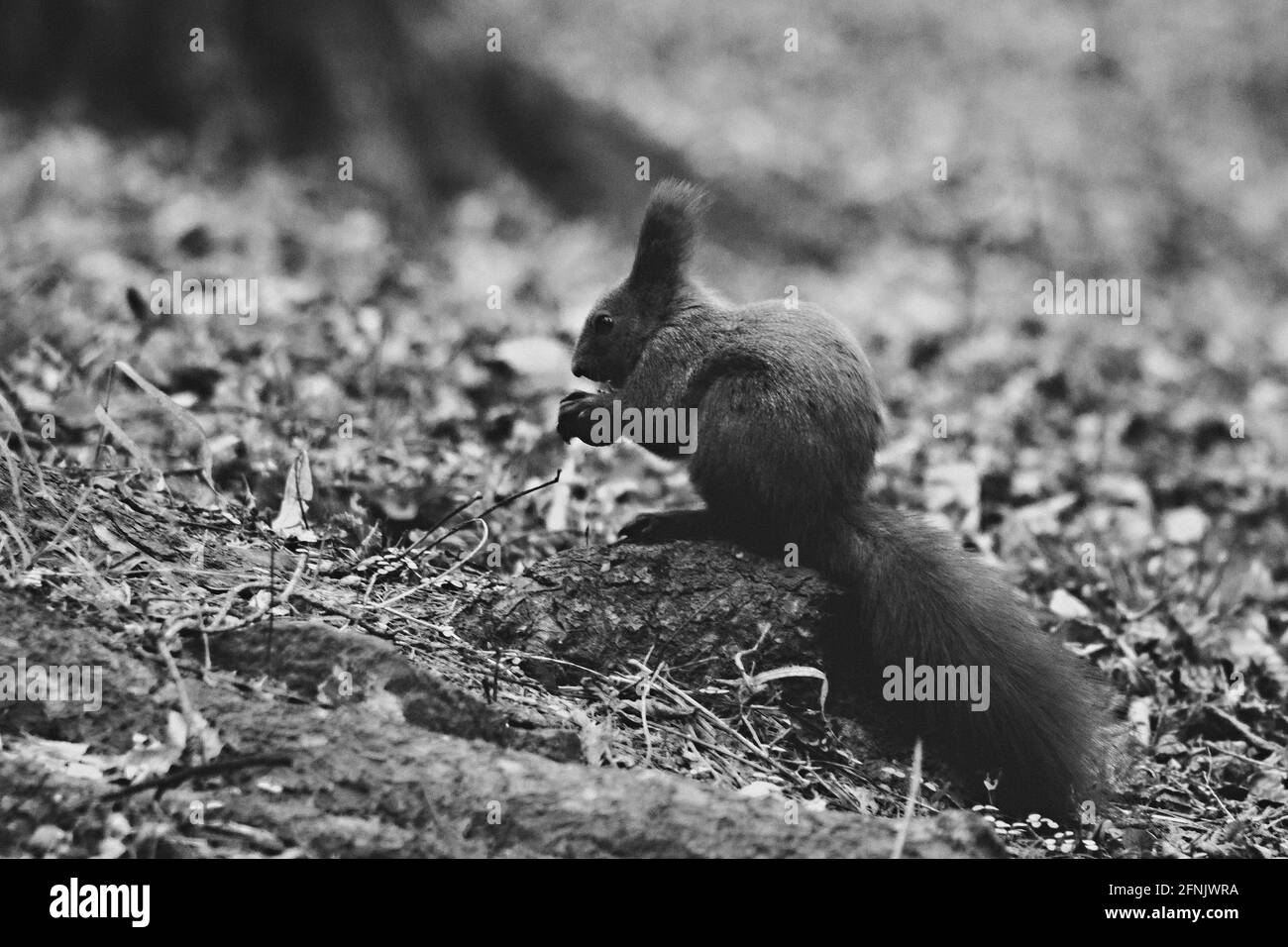 Baby squirrel Black and White Stock Photos & Images - Alamy