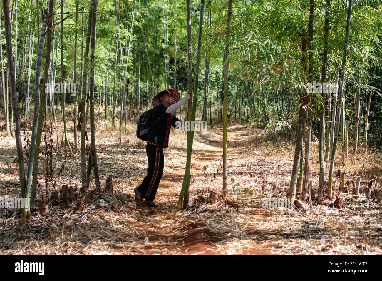 Bamboo forest burma hi-res stock photography and images - Alamy