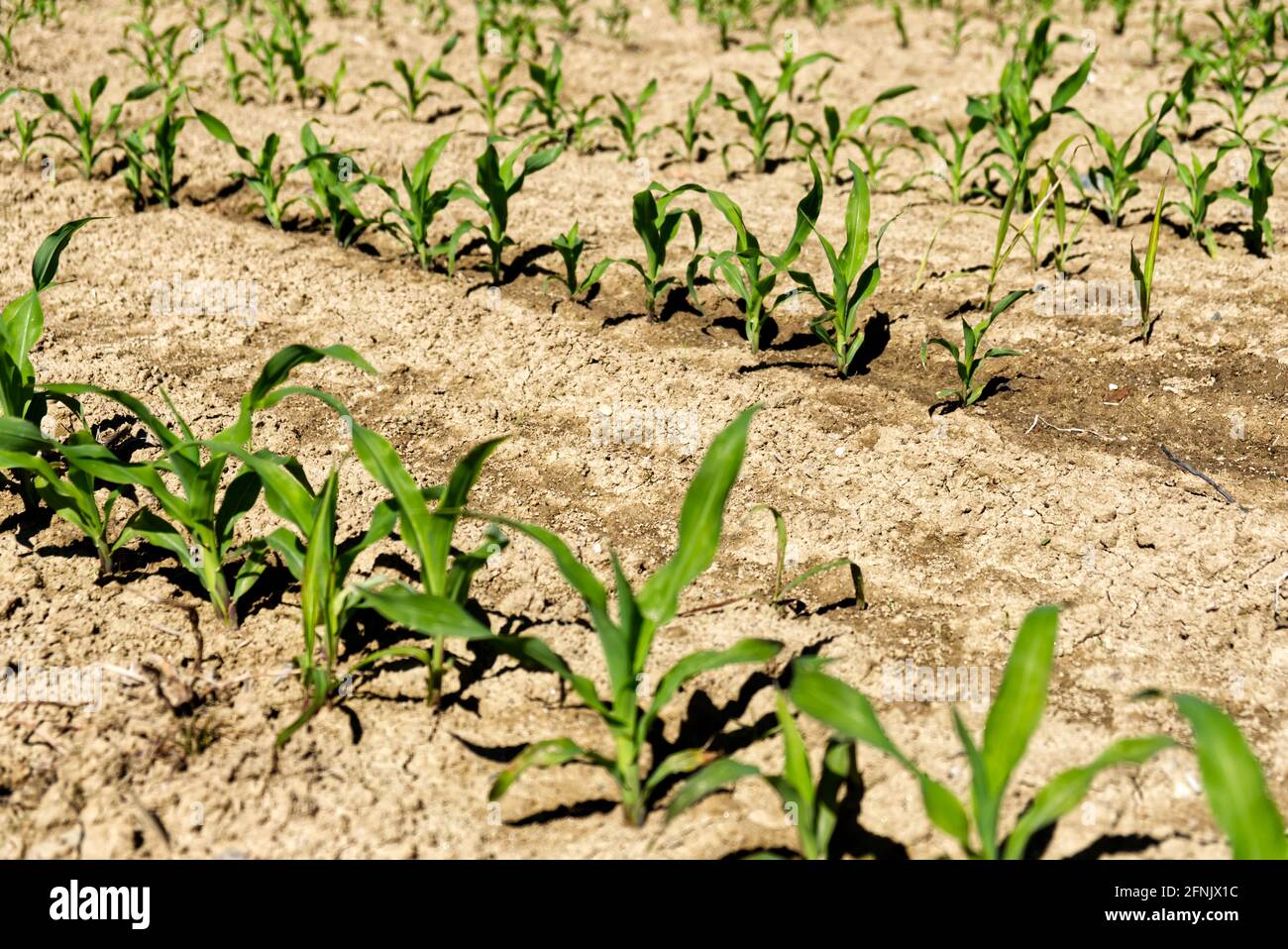 corn plants grow in intensive cultivation Stock Photo - Alamy