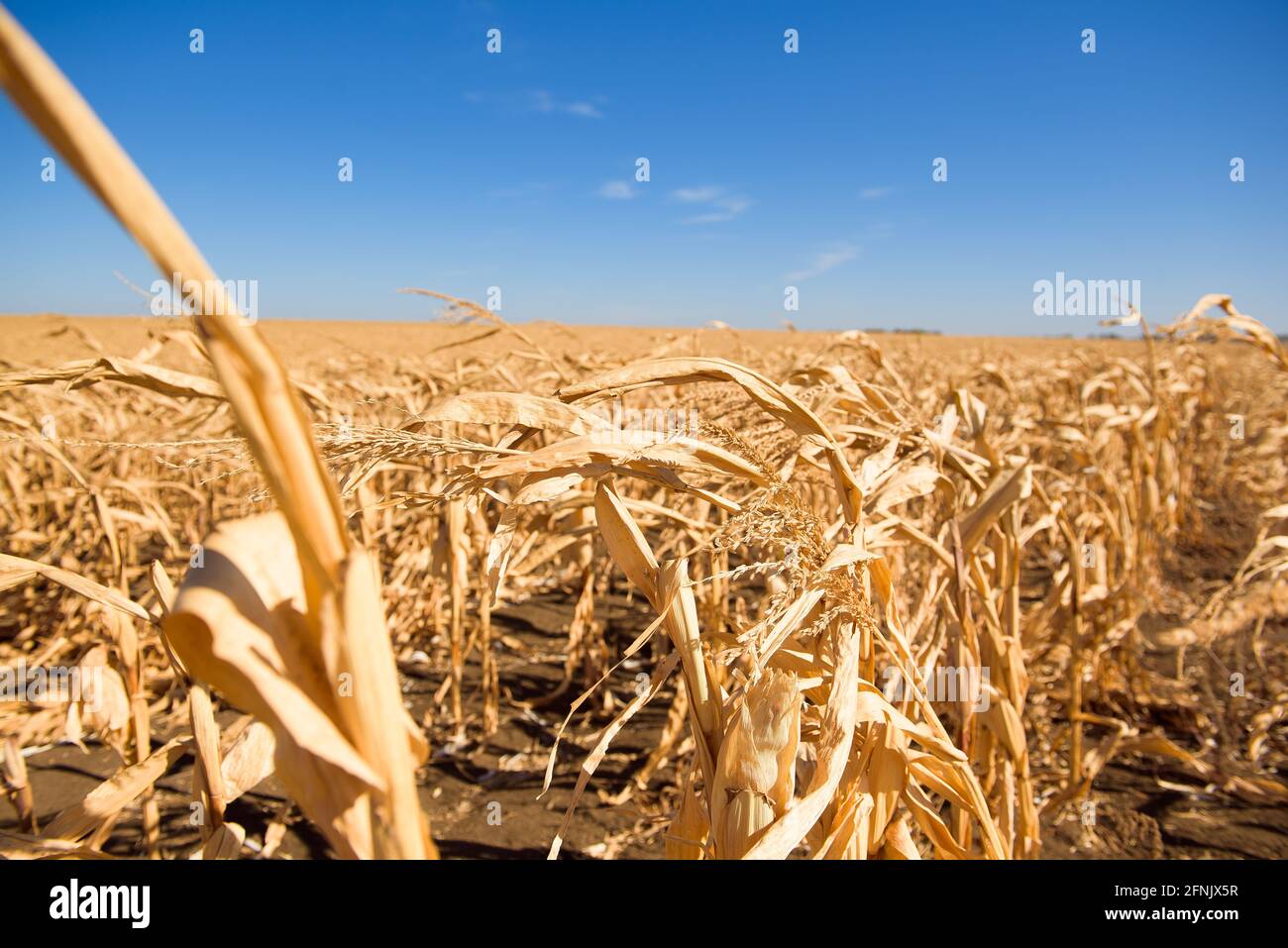 A field of ripe corn ready for harvest in the fall Stock Photo - Alamy