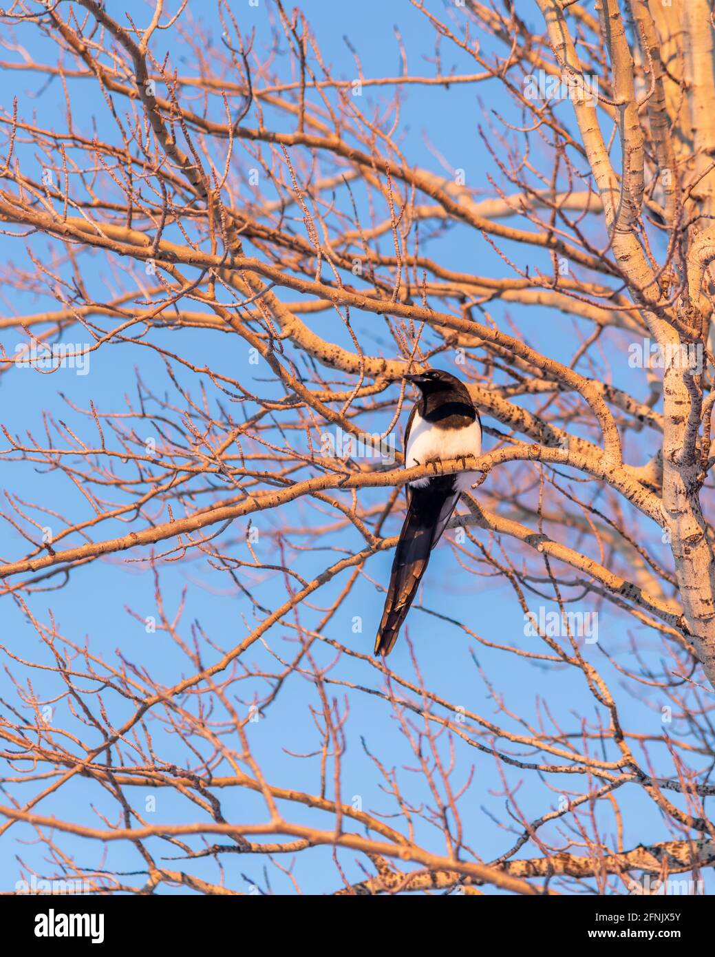 A wild, black and white magpie seen in northern Canada, Yukon Territory ...