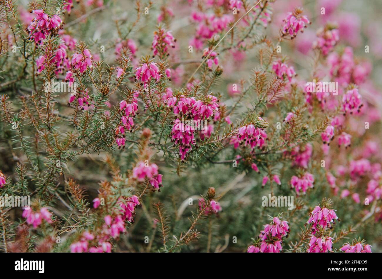 Beautiful pink heather plants in the forest Stock Photo - Alamy