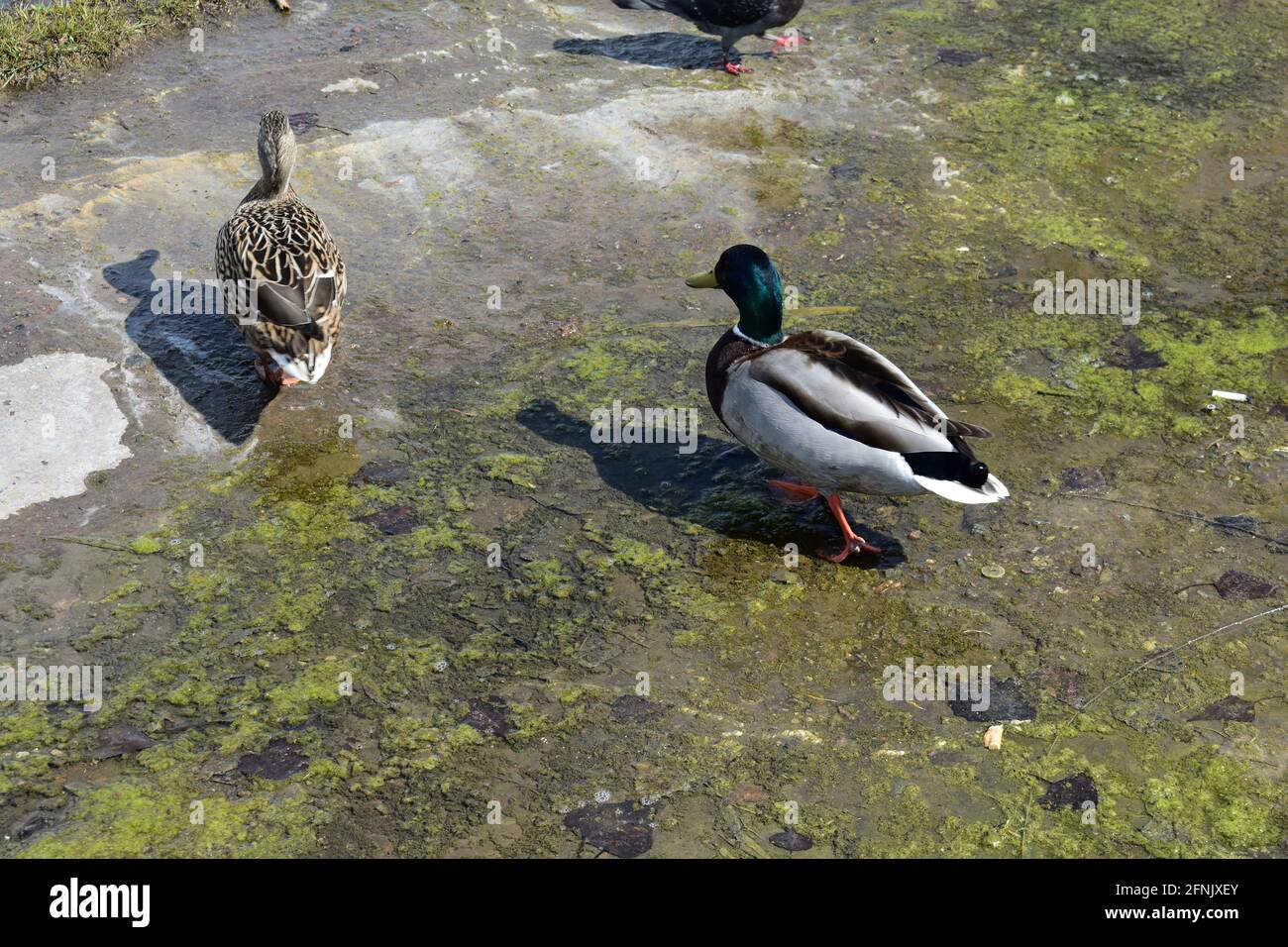 Beautiful domestic ducks on a wet ground Stock Photo - Alamy