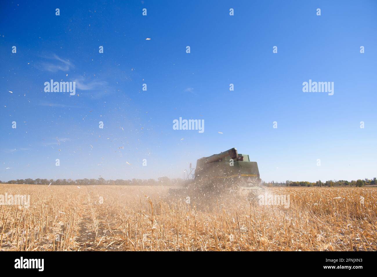 Harvesting corn field in autumn.Harvest working on corn field Stock ...