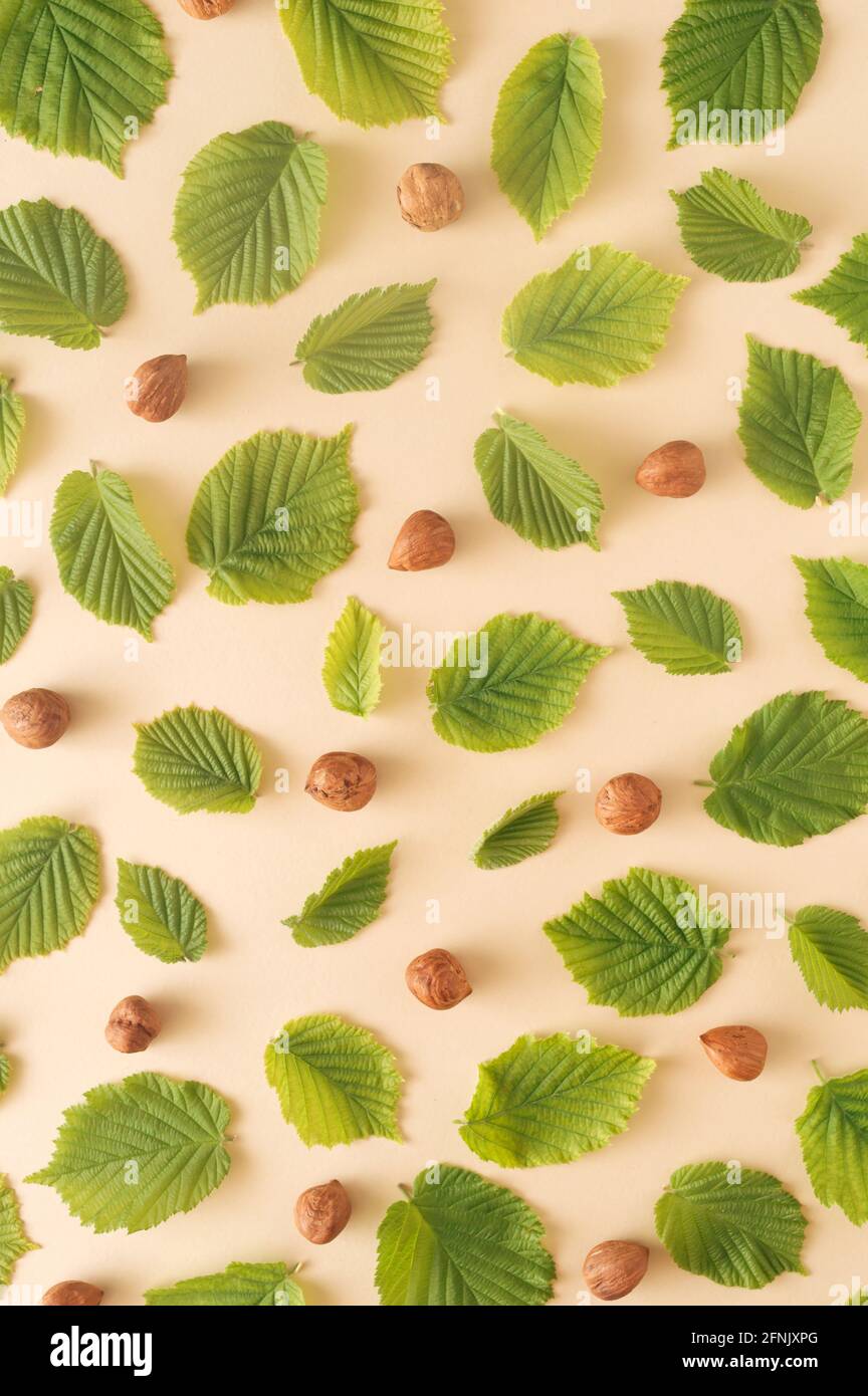 Hazelnut leaves hi-res stock photography and images - Alamy