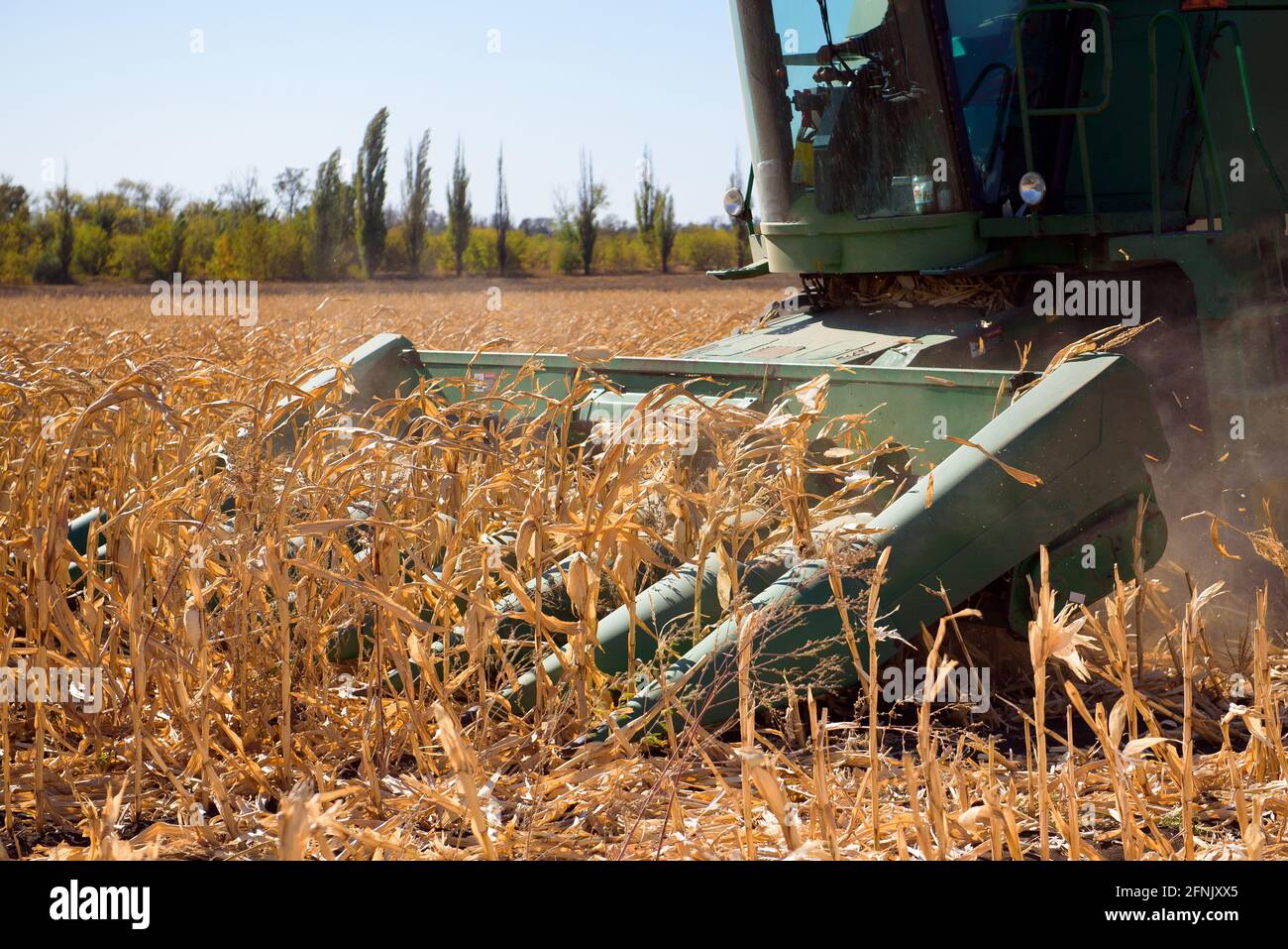Harvesting corn field in autumn.Harvest working on corn field Stock ...