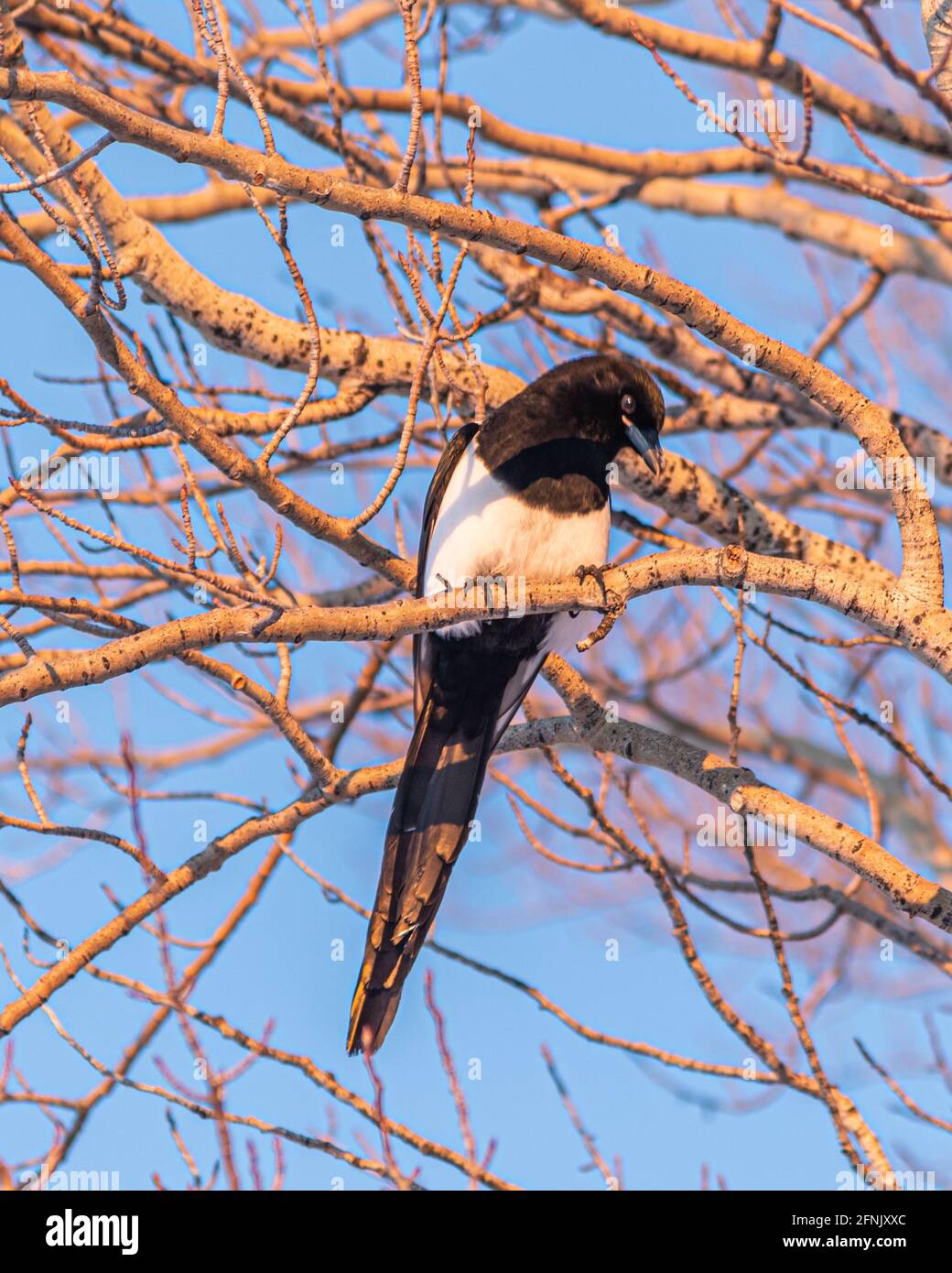 A wild, black and white magpie seen in northern Canada, Yukon Territory ...