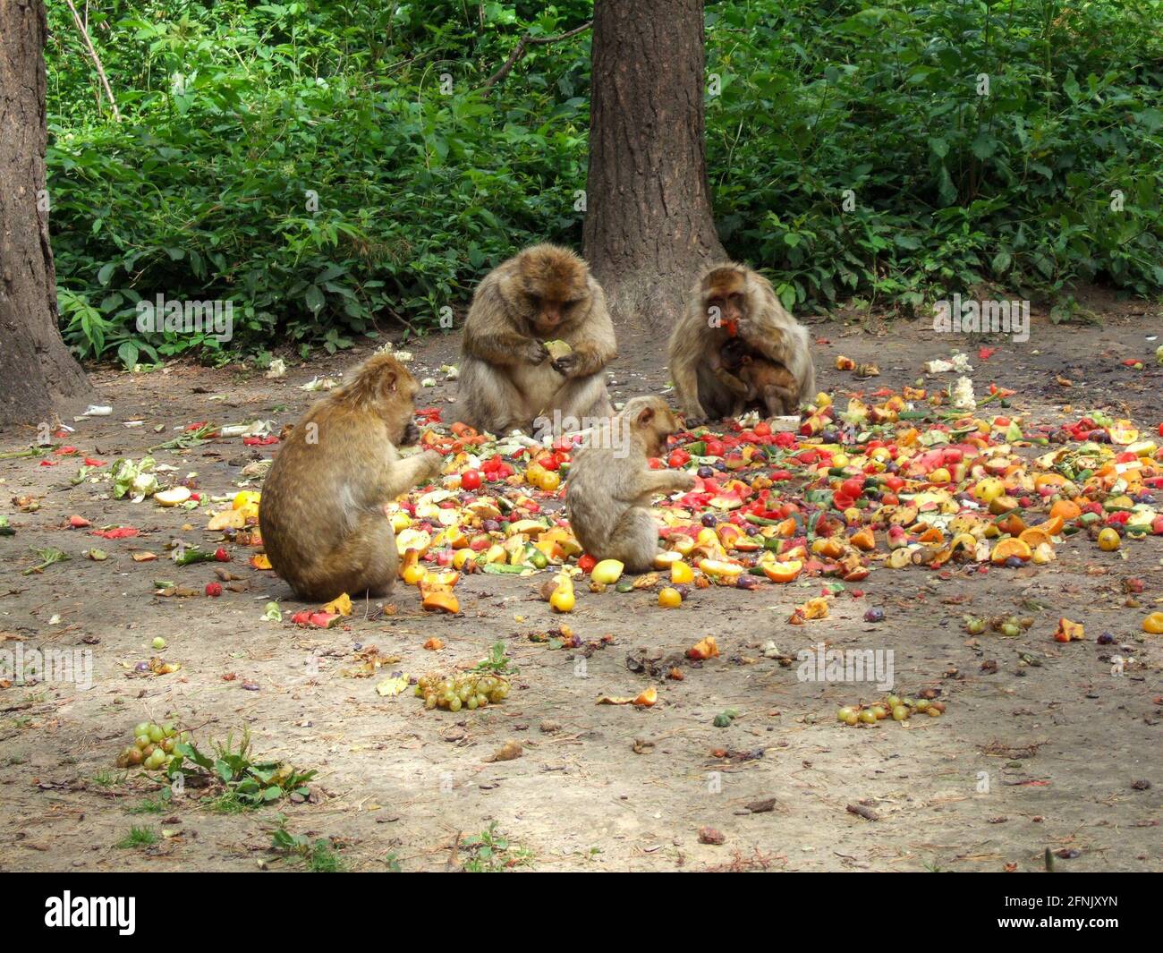 A small group of Barbary macaques sit in a circle around a large pile ...