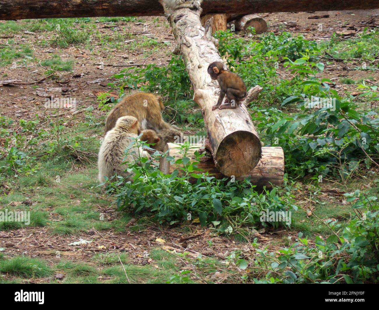 Barbara macaque hi-res stock photography and images - Alamy