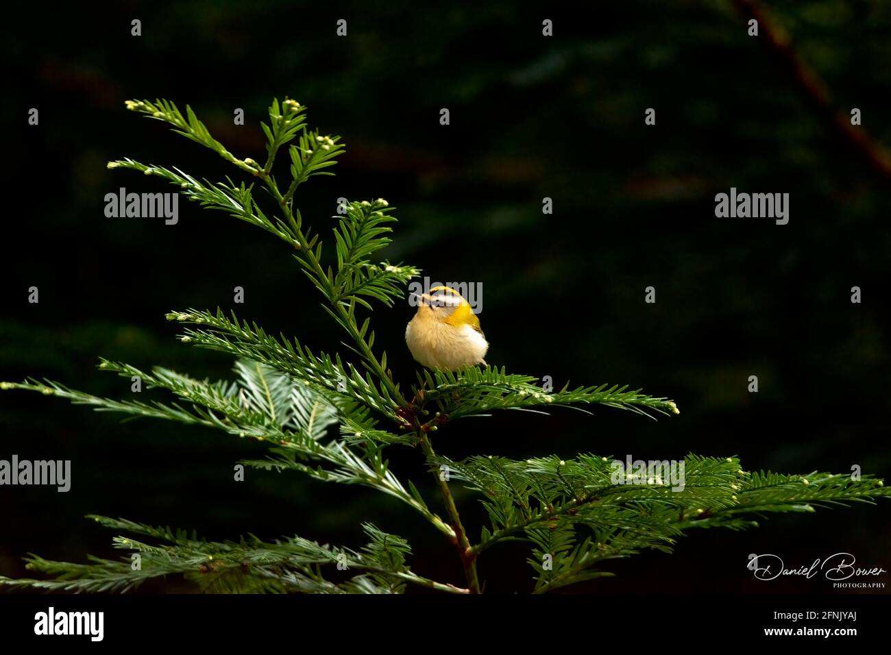 Fire crest hi-res stock photography and images - Alamy