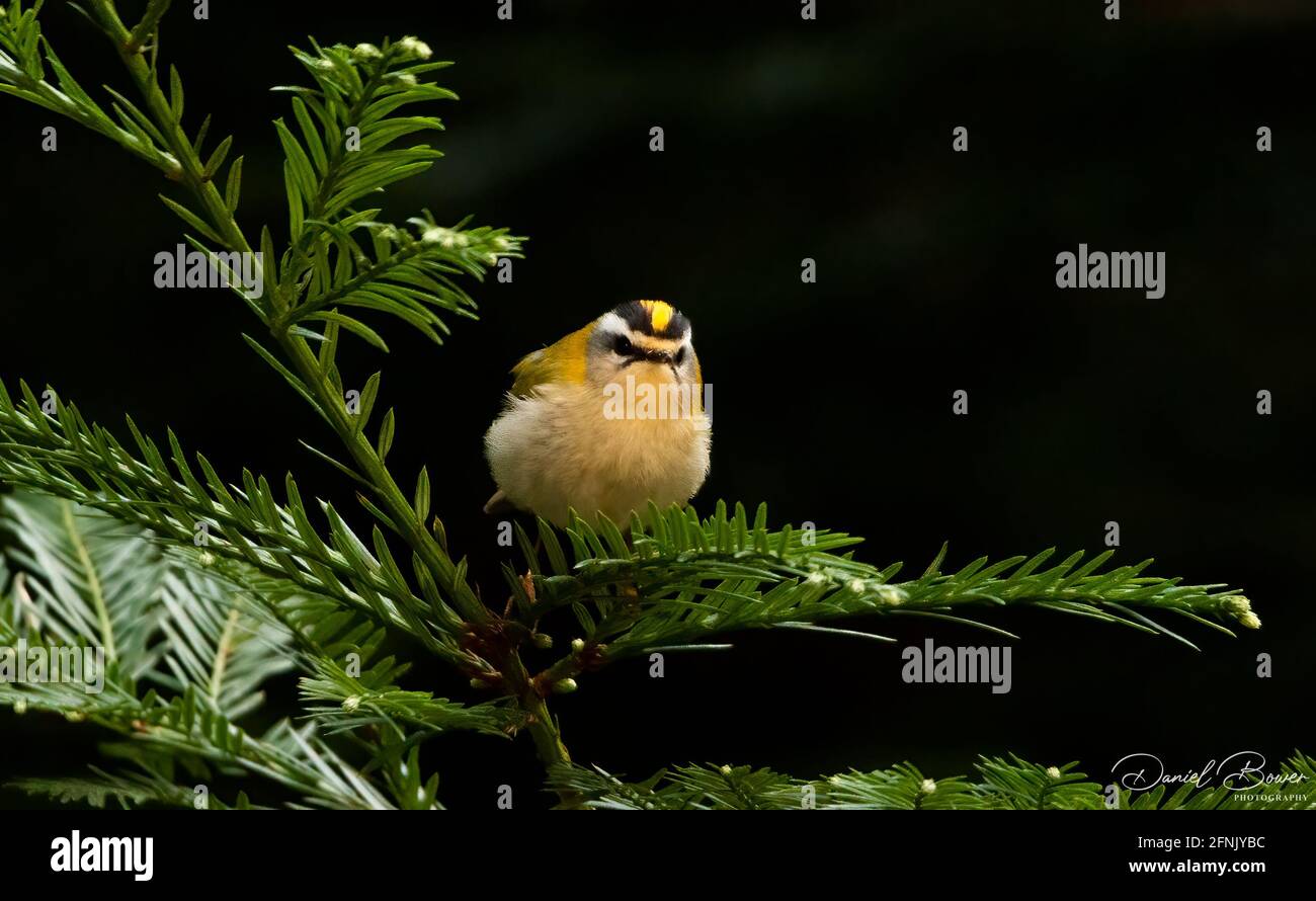 Firecrest bird hi-res stock photography and images - Alamy