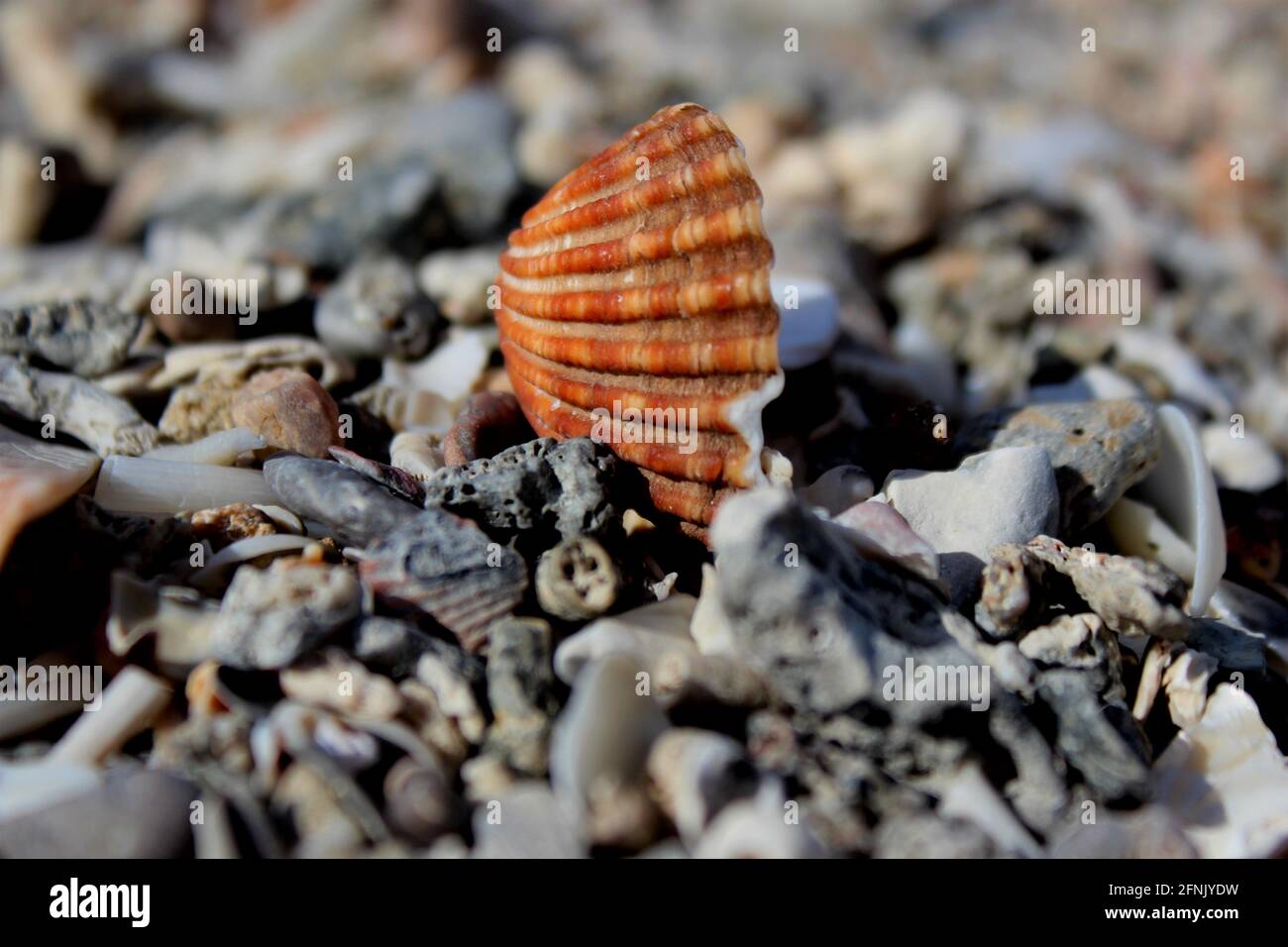 Muschel concha hi-res stock photography and images - Alamy