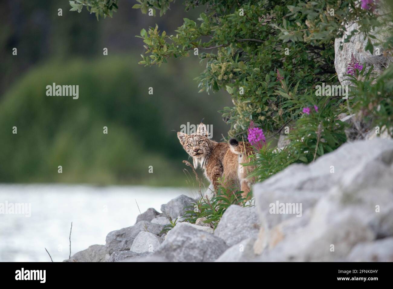 A beautiful, stunning wild Canadian lynx seen in Yukon Territory on a ...