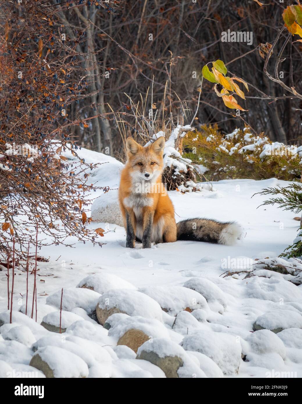 Single red fox seen in snowy rock area with green shrubs in northern ...