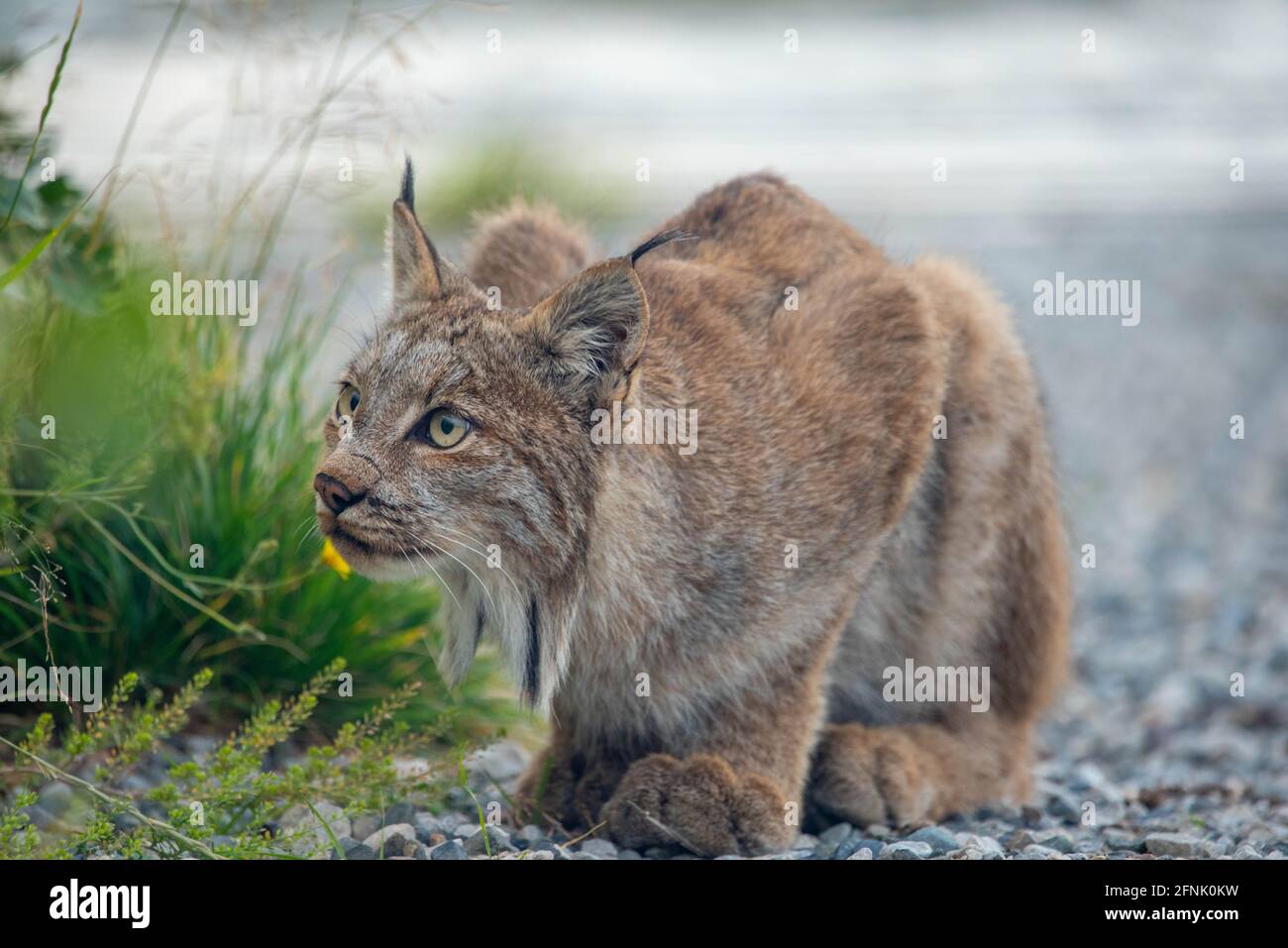 A beautiful, stunning wild Canadian lynx seen in Yukon Territory on a ...