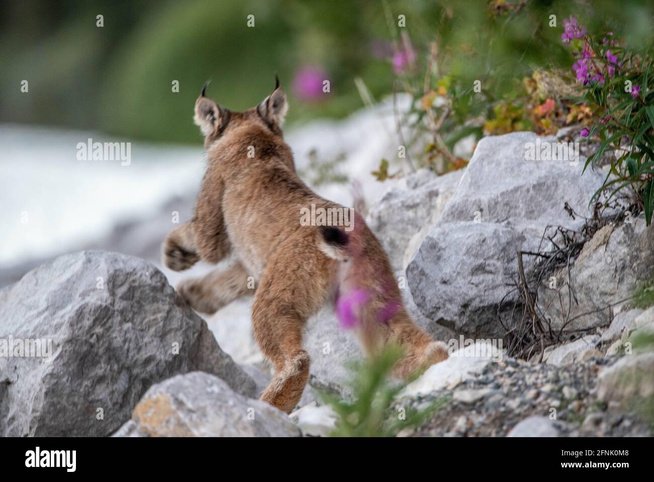 Shot of a Canadian Lynx running away from camera over rocky, summer ...