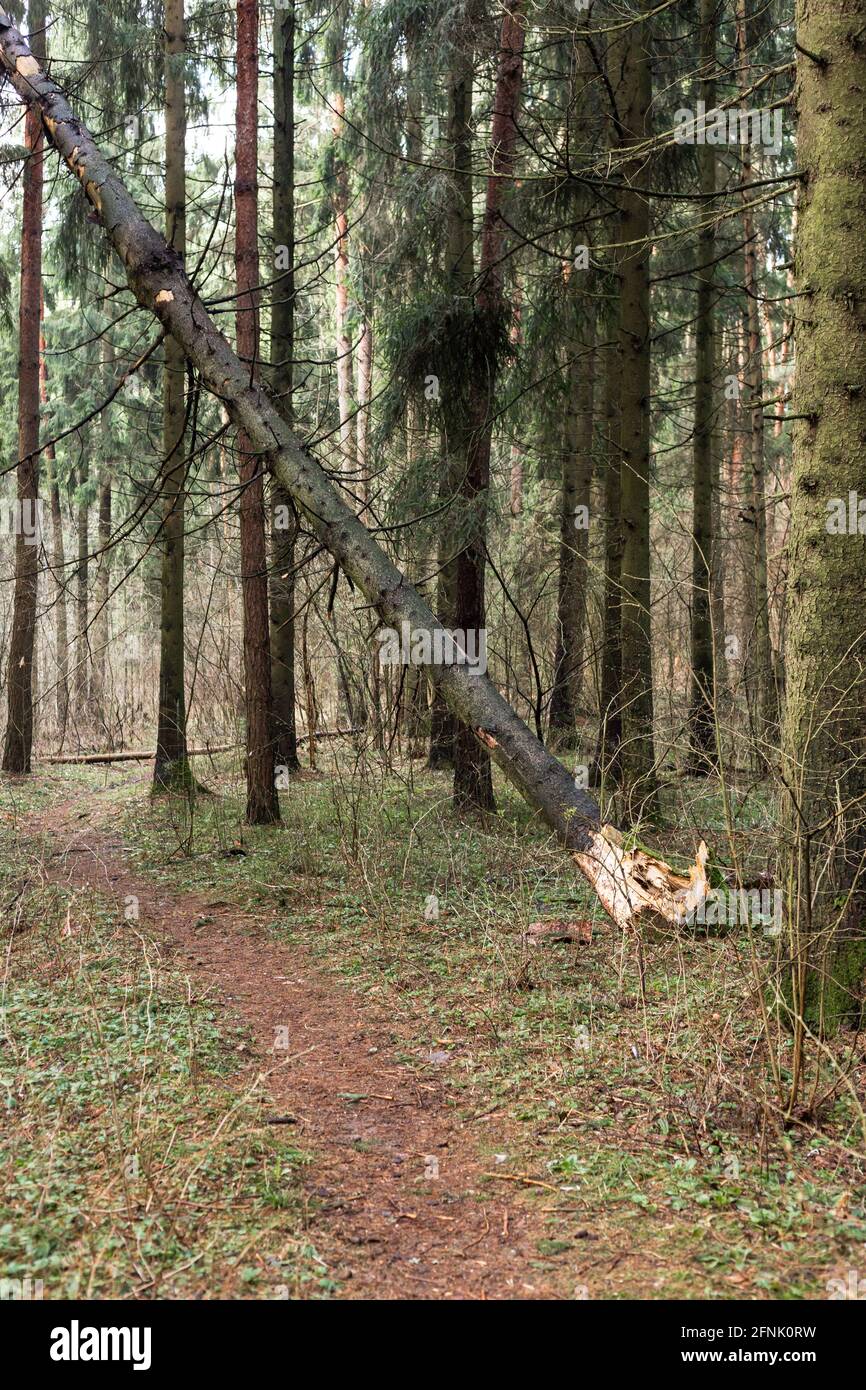 Fallen tree in the forest. Consequence of strong wind Stock Photo - Alamy