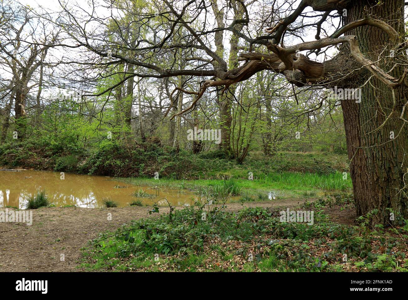 Oak tree overlooking pond hi-res stock photography and images - Alamy