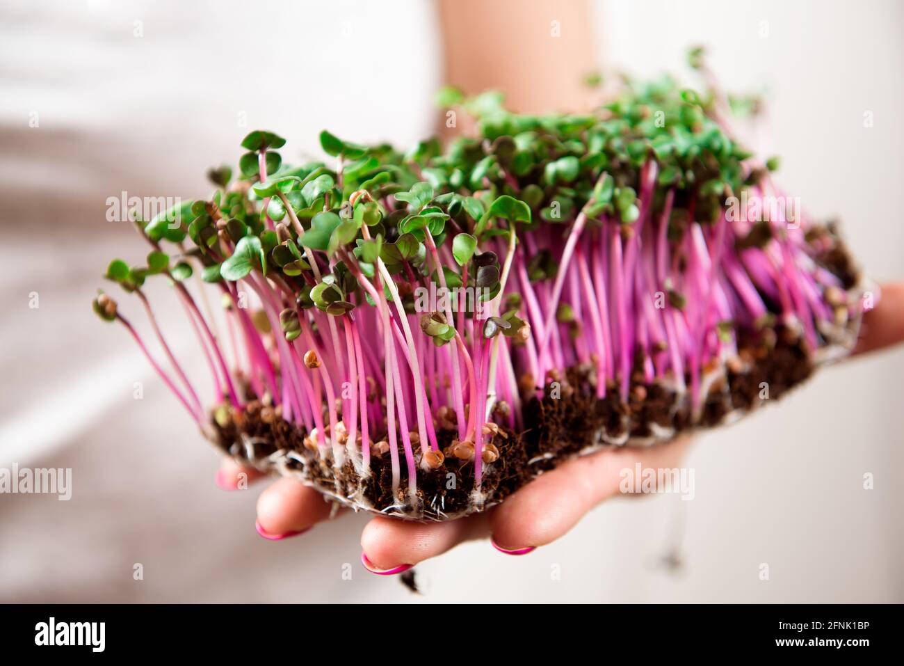 Micro-green healthy food and greens grass. Sprouting Microgreens Stock ...